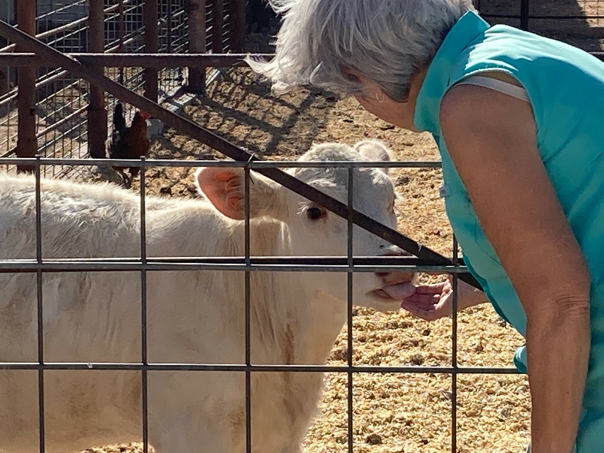 Tough Fiber: Ranchers in West Texas Struggle with Rising Costs - Texas ...